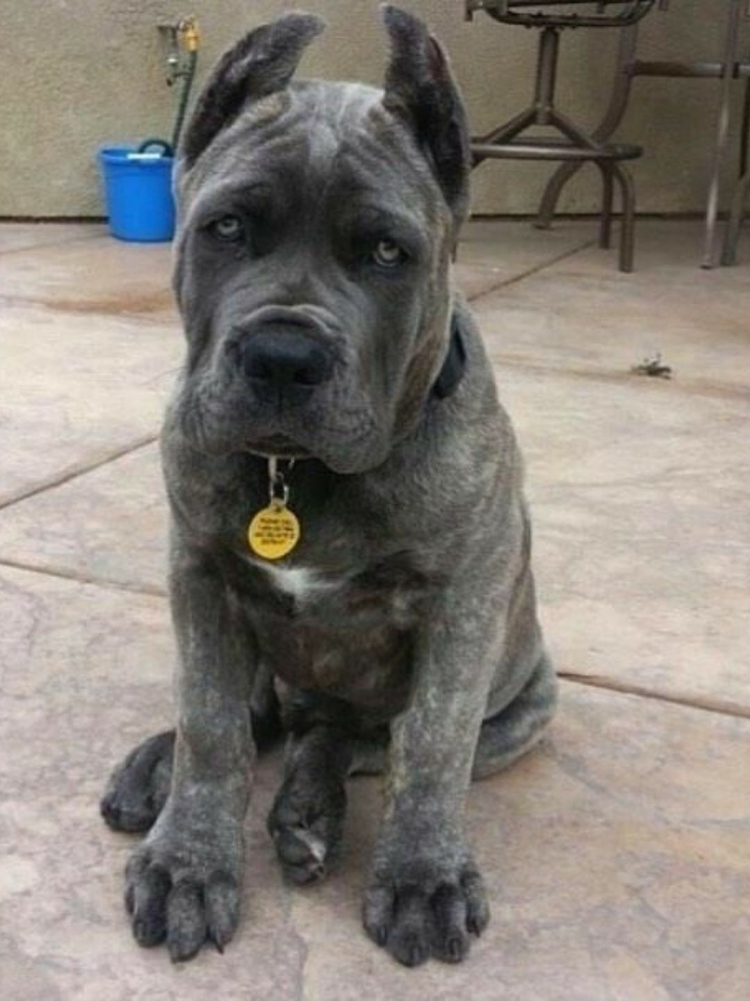 Descubra o Preço do Cane Corso Italiano em Santa Catarina (SC) e em ...